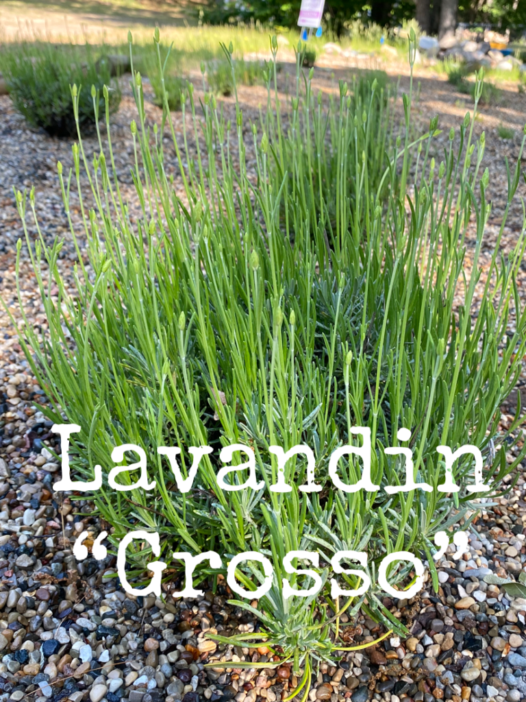 Grosso Lavandin: Lavandula x intermedia ‘Grosso’ - Twin Flame Lavender ...