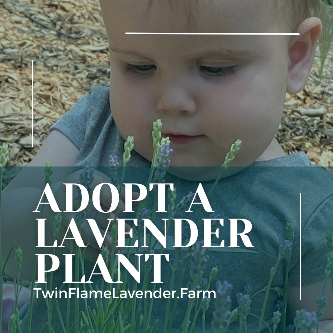 Adopt a Lavender Plant - Twin Flame Lavender Farm