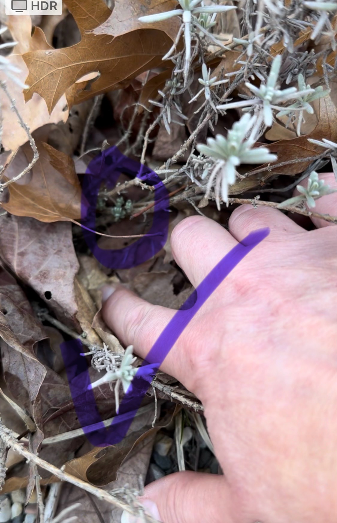 Lavender Dormant Green Life at Base - Twin Flame Lavender Farm Michigan