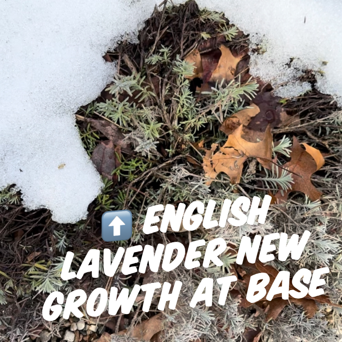 Is My Lavender Plant Dead or Dormant? - Twin Flame Lavender Farm Michigan