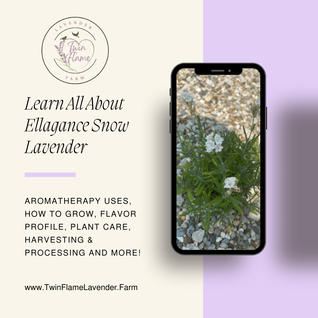 Ellagance Snow Lavender: Lavandula angustifolia ‘Ellagance Snow’ - Twin ...