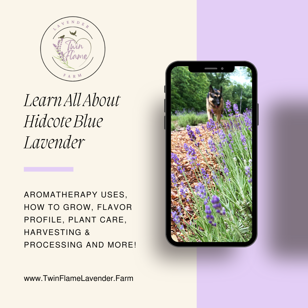 Hidcote Blue Lavender: Lavandula angustifolia ‘Hidcote Blue’ - Twin ...