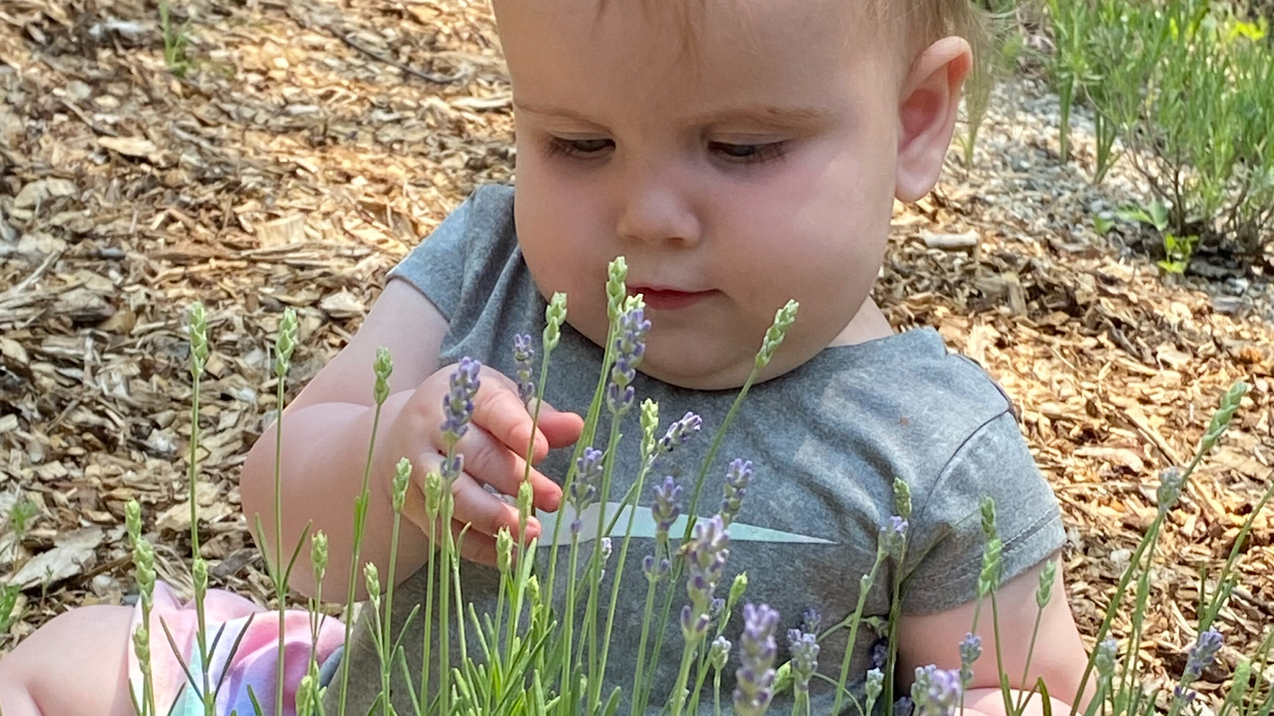 Michigan Lavender Farm News - Twin Flame Lavender Farm Michigan